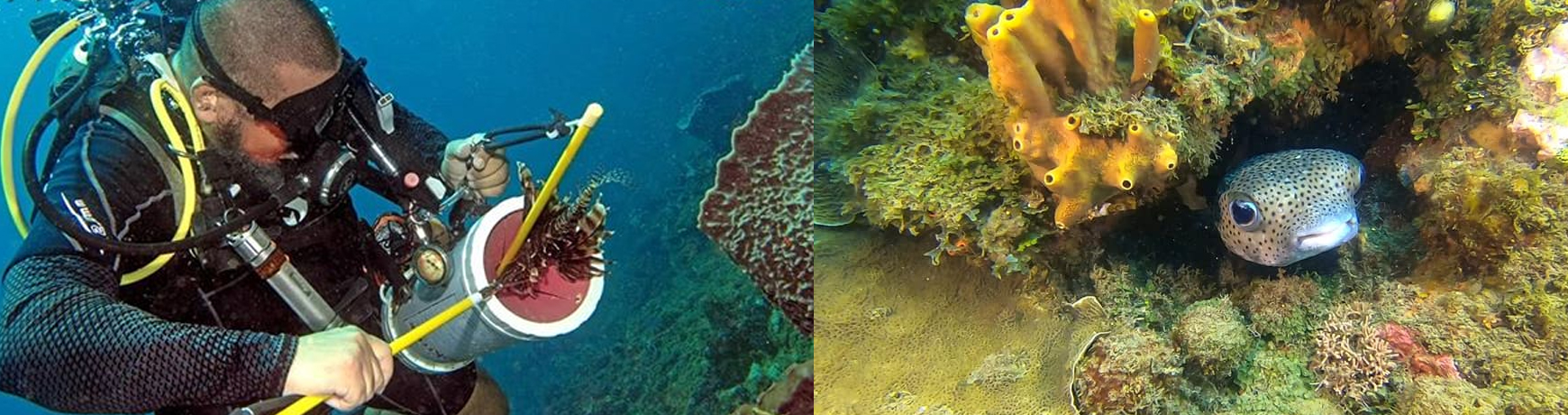 Golden Frog Scuba | Negocios | Catálogo de Servicios