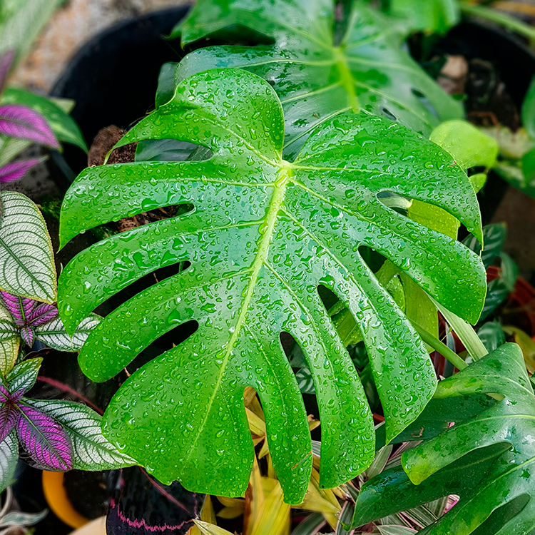 Monstera Deliciosa Grande | Productos | Catálogo de Servicios